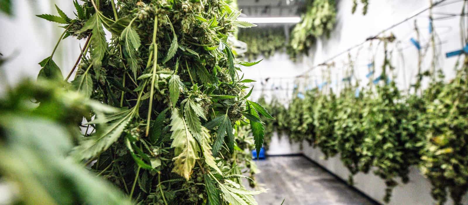 Hemp Drying Services and Equipment | Discount Pharms