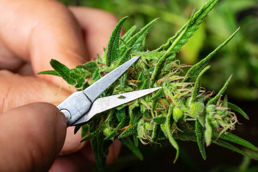 My Hemp is Ready to Harvest - What Next? - Discount Pharms