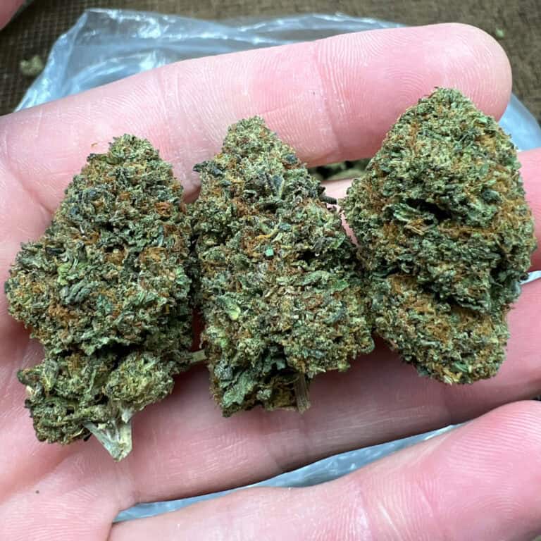Lemon Cherry Gelato Strain THCA Flower Pounds in Bulk