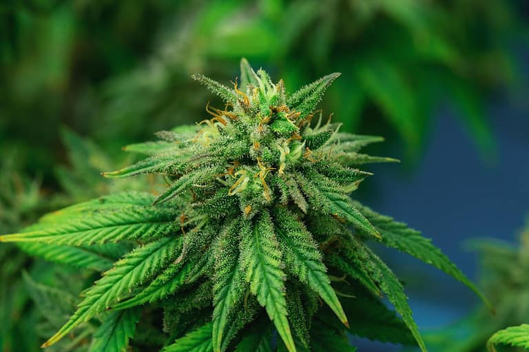 Marijuana Strain Guide | Genetics, Effects and Growing Tips