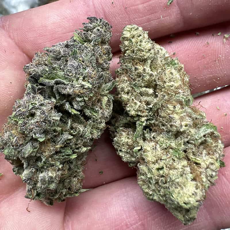 Super Buff Cherry THCA Flower | Pounds and Ounces - Shop Now