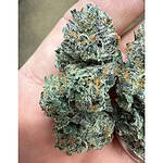 White Runtz THCA Flower Pounds | Wholesale Bulk THCA Flower