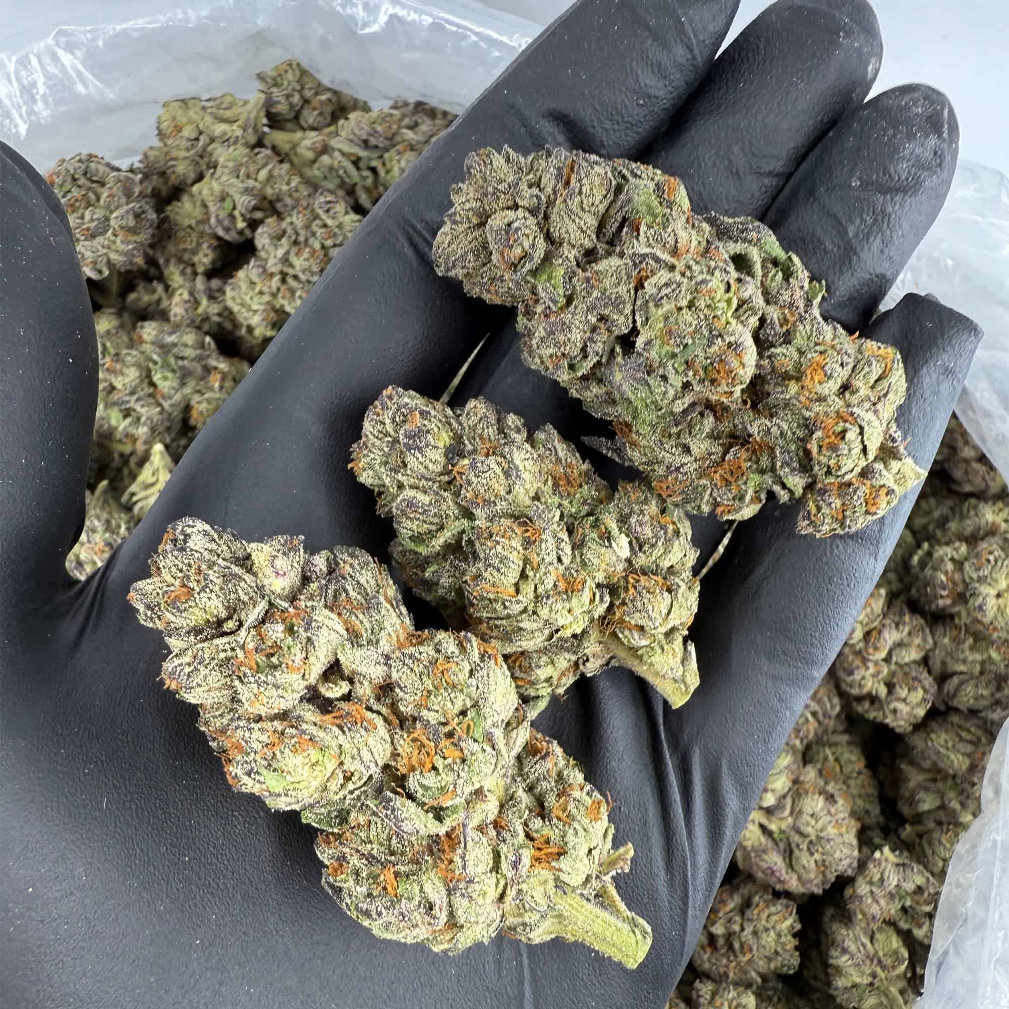 Black Amber THCA Flower Pounds | Indica THCA Flower Bulk