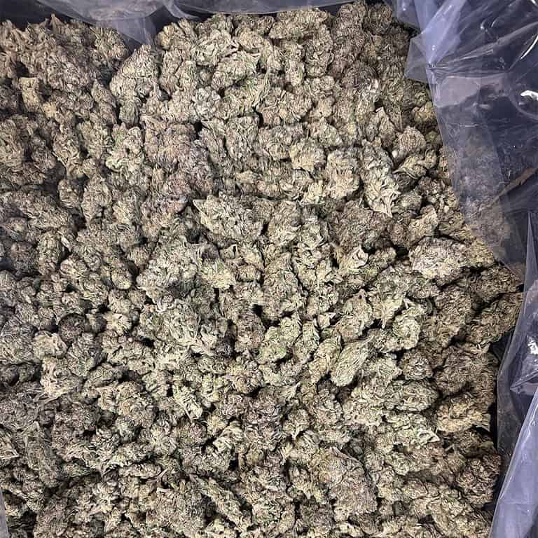 Gelato Punch THCA Flower Pounds | Bulk THCA Flower Pounds