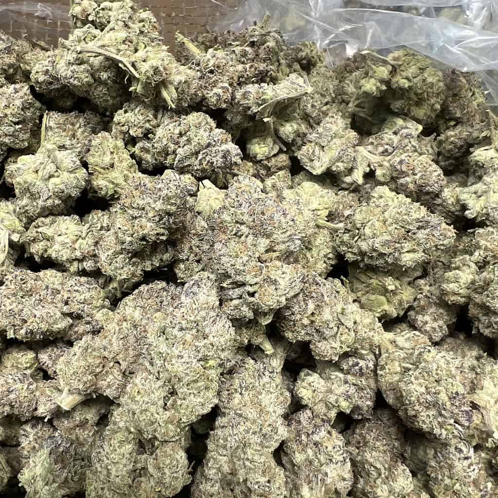 Gush Mintz THCA Flower Pounds | Buy Bulk THCA Flower Pounds