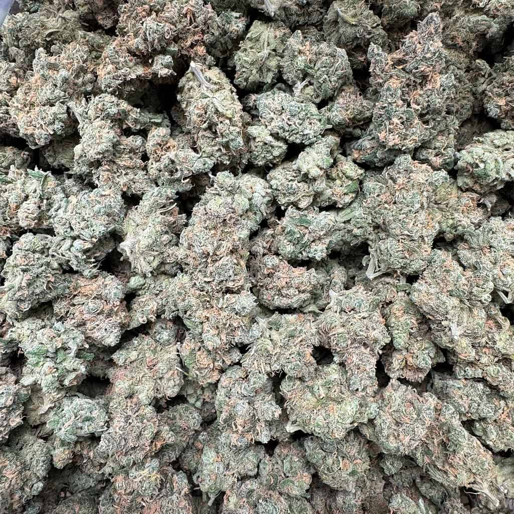 Blue Dream THCA Flower | Sativa THCA Flower Bulk Pounds