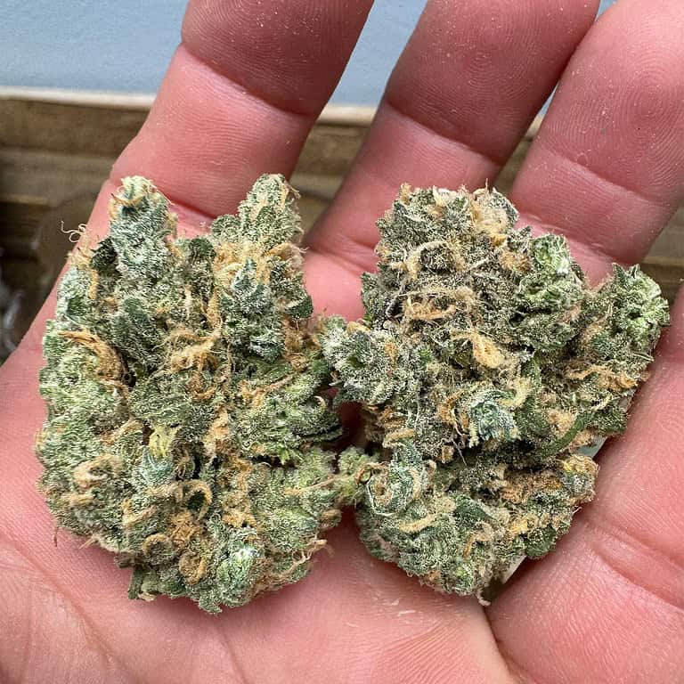 Blue Dream THCA Flower | Sativa THCA Flower Bulk Pounds