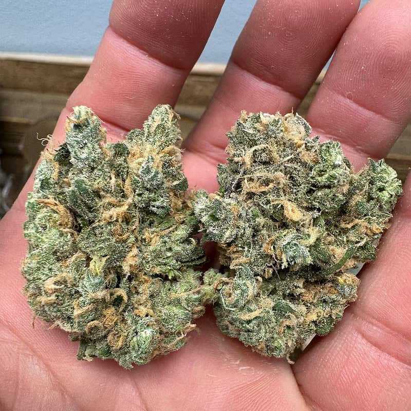 Blue Dream THCA Flower | Sativa THCA Flower Bulk Pounds