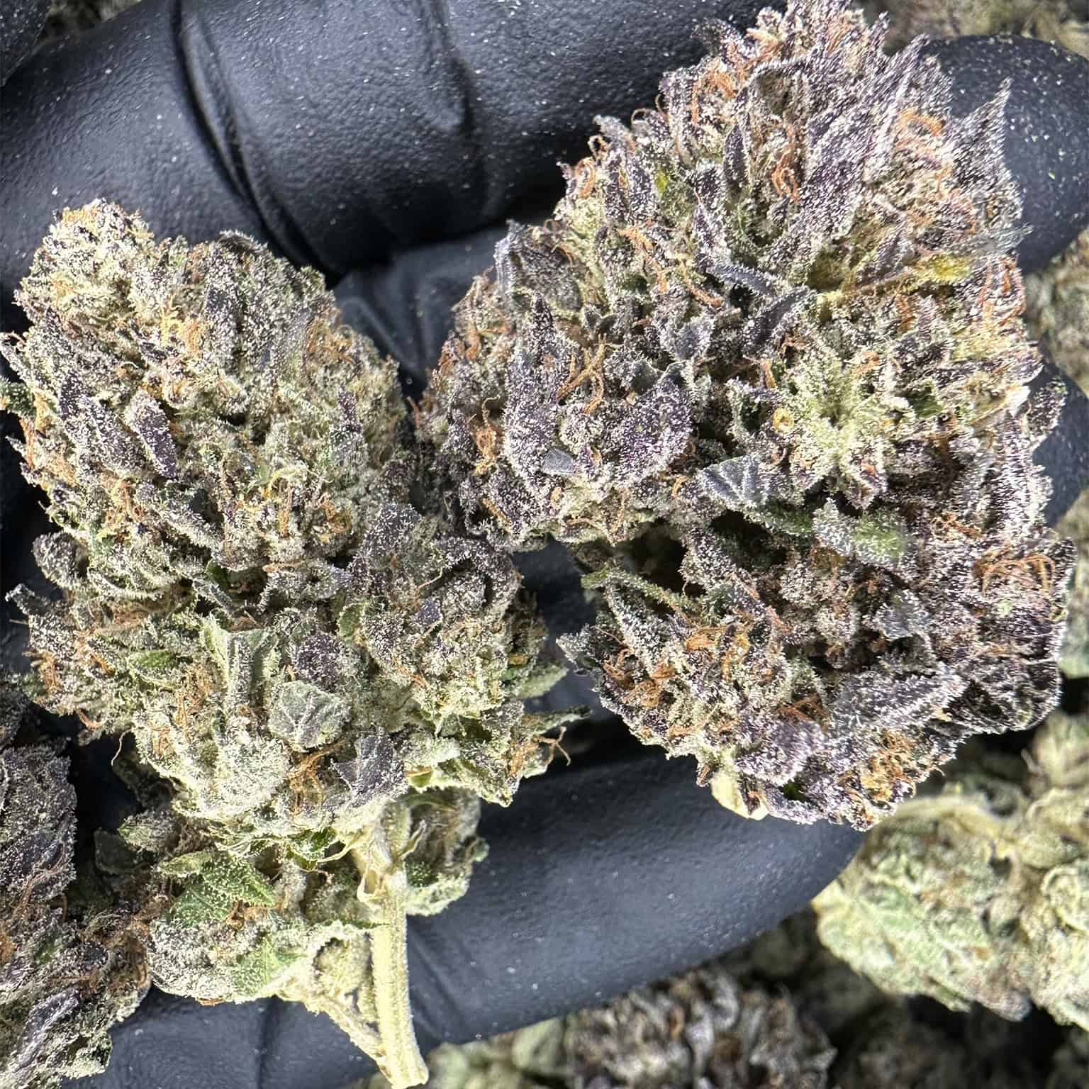 White Truffle THCA Flower Pounds | Light Assist THCA Flower