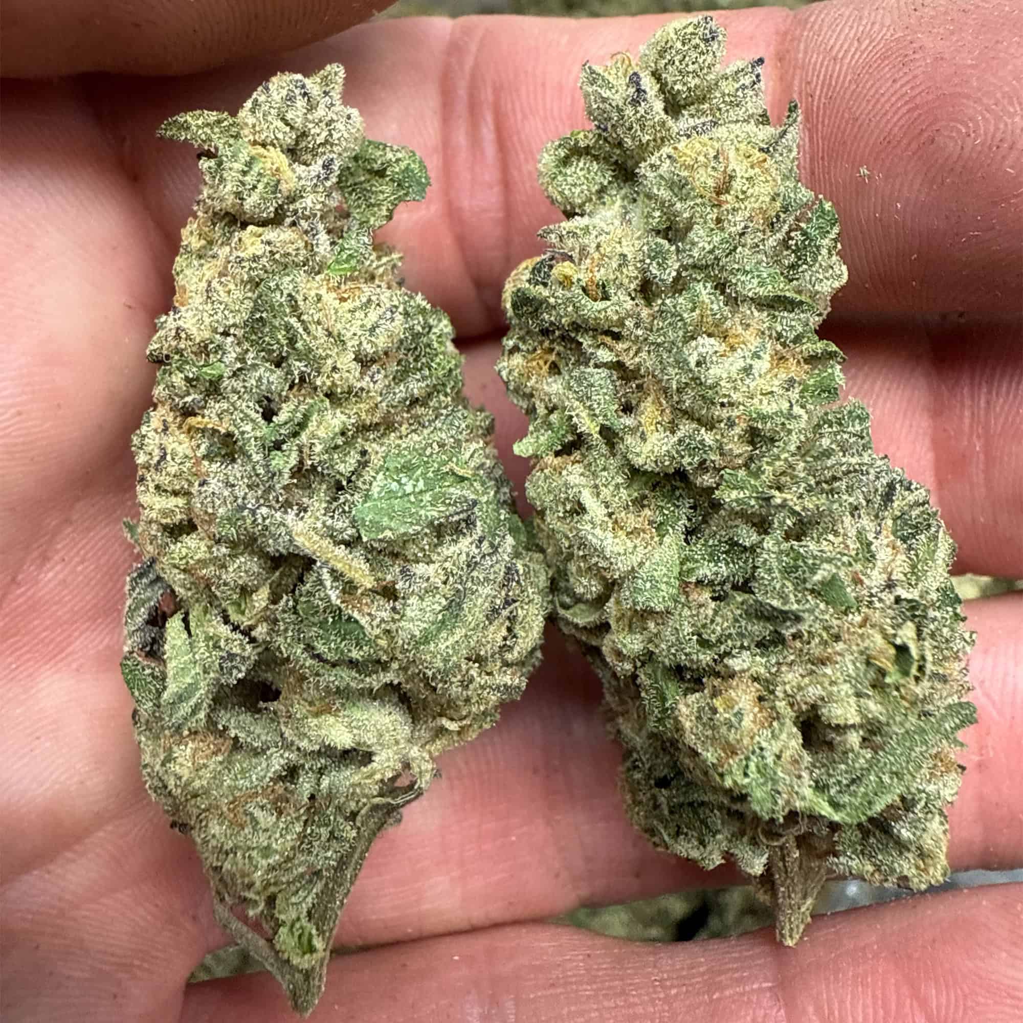 Papaya Punch THCA Flower | Dense Buds and Frosty Trichomes
