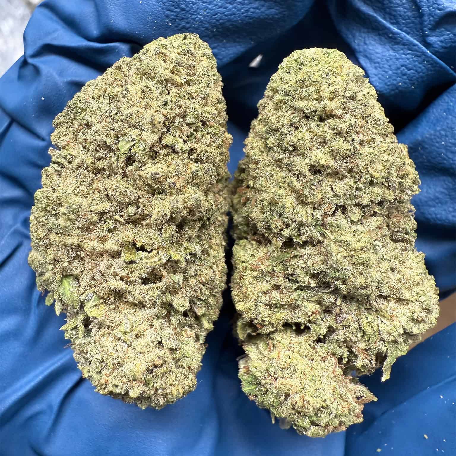 Papaya Punch THCA Flower | Dense Buds and Frosty Trichomes