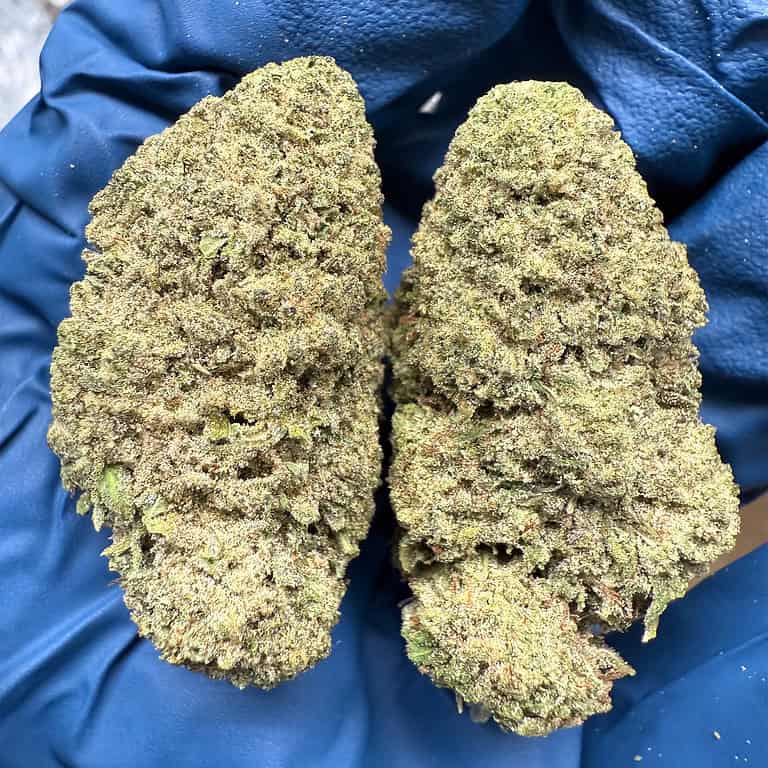 Papaya Punch THCA Flower | Dense Buds and Frosty Trichomes