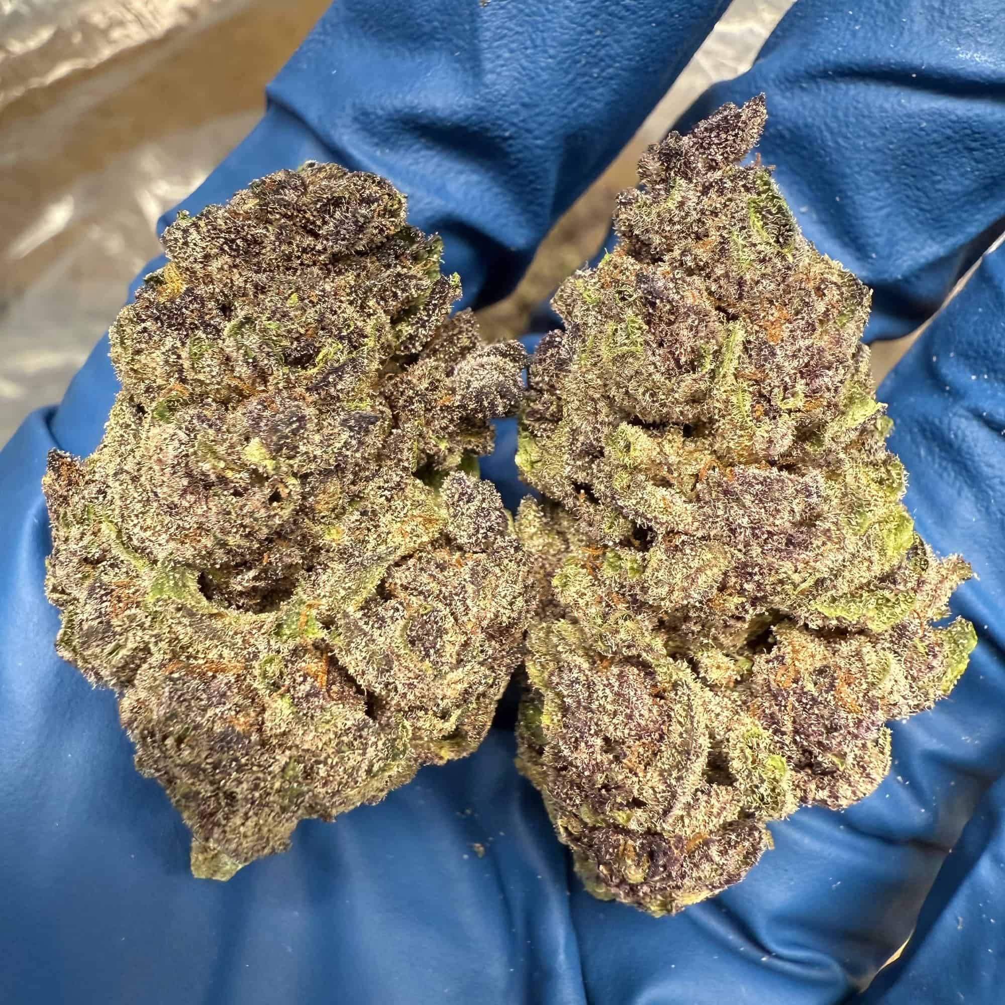 Gorilla Skunk THCA Flower Pounds | Bulk Wholesale THCA Flower