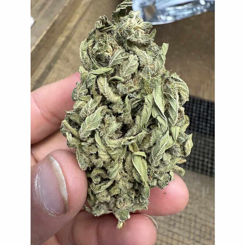 Guava Tartz THCA Flower | Wholesale Bulk THCA Flower Pounds