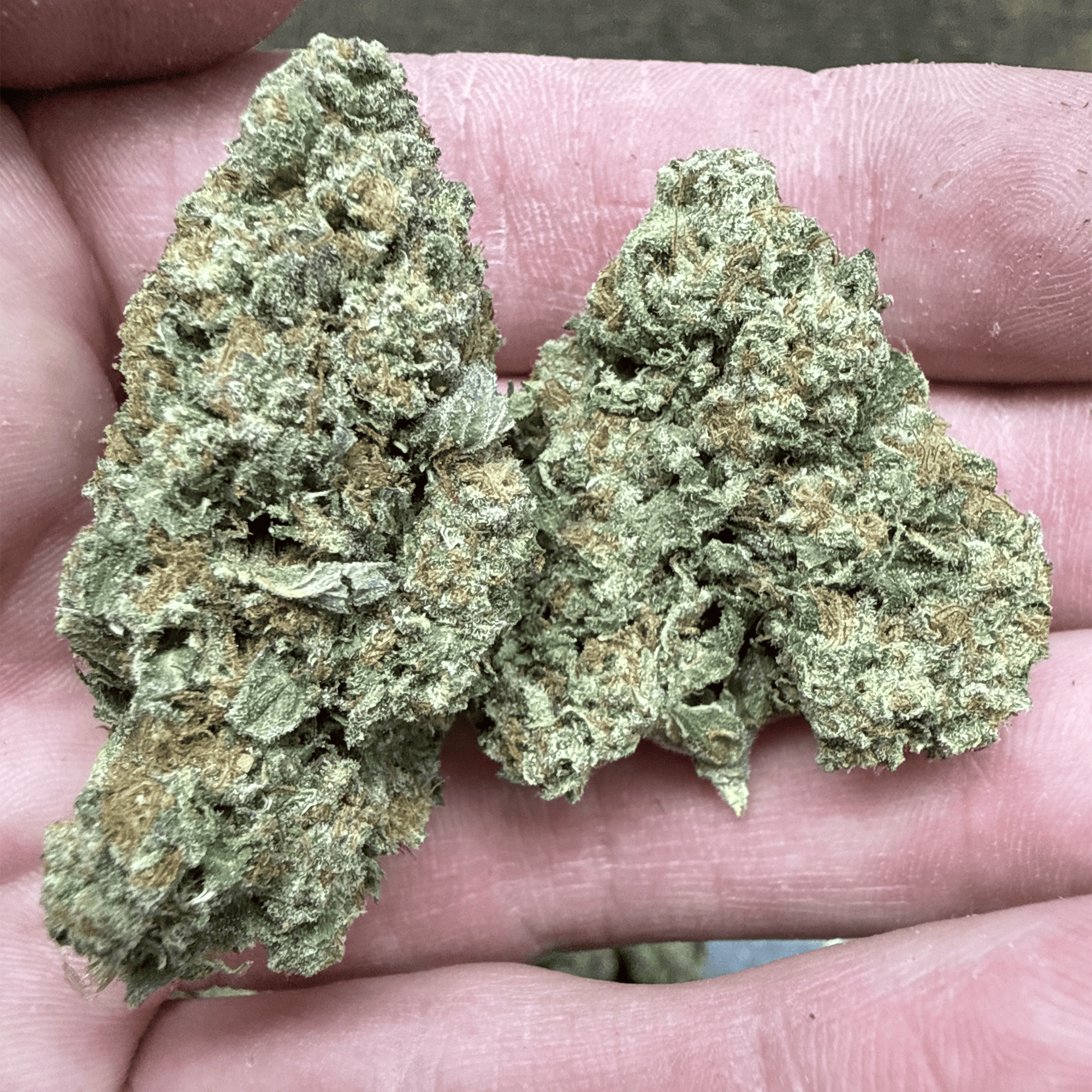 Gorilla Glue 4 THCA Flower | Premium Hybrid THCA Flower Pound