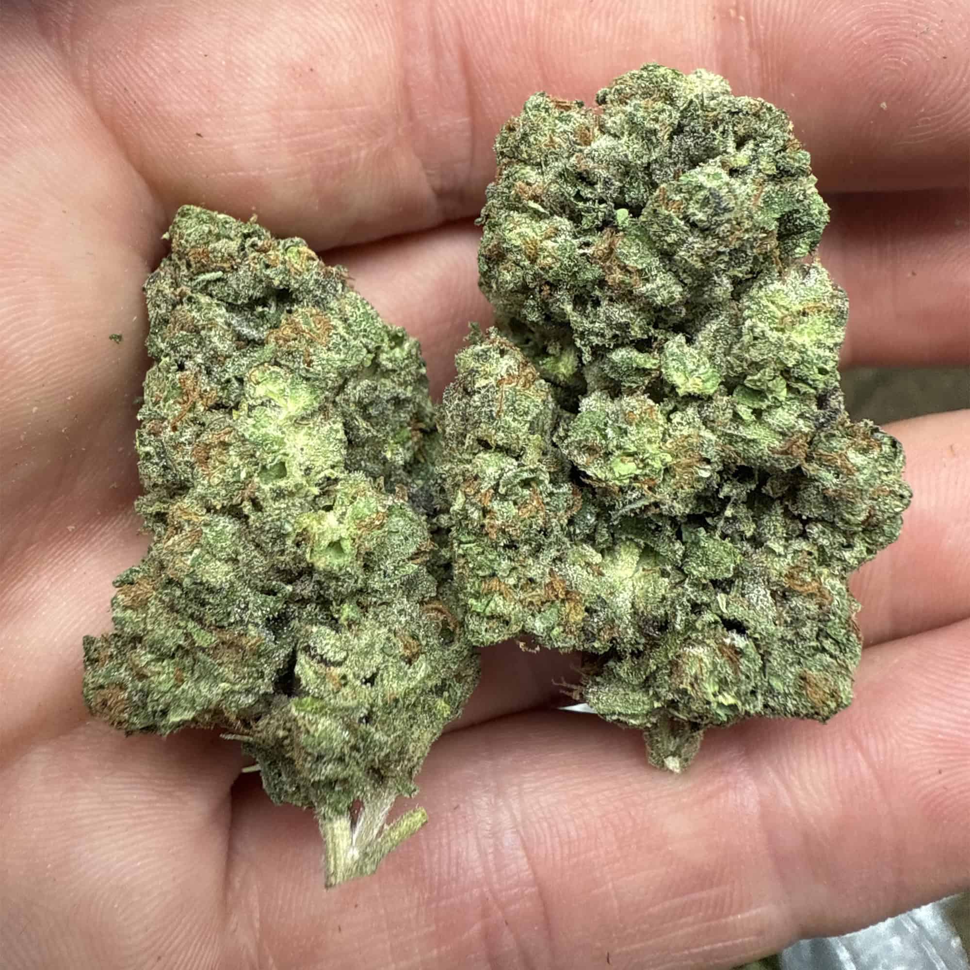 Gorilla Glue 4 THCA Flower | Premium Hybrid THCA Flower Pound
