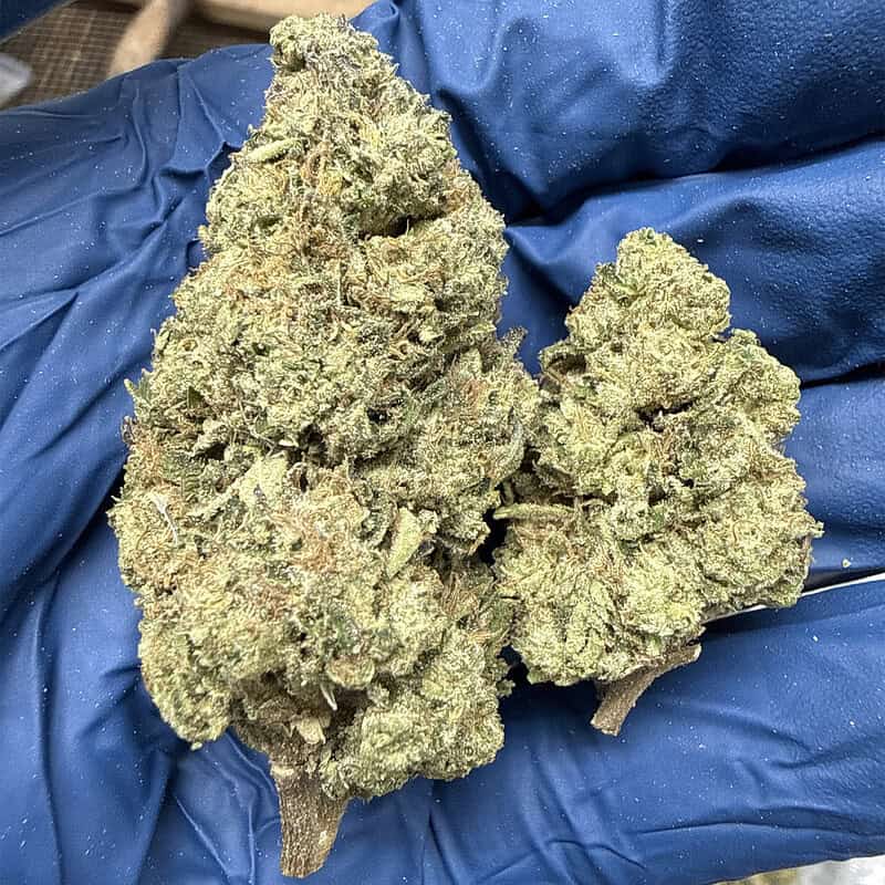 Drippin Dots THCA Flower Bulk Pounds | Wholesale THCA Vendor