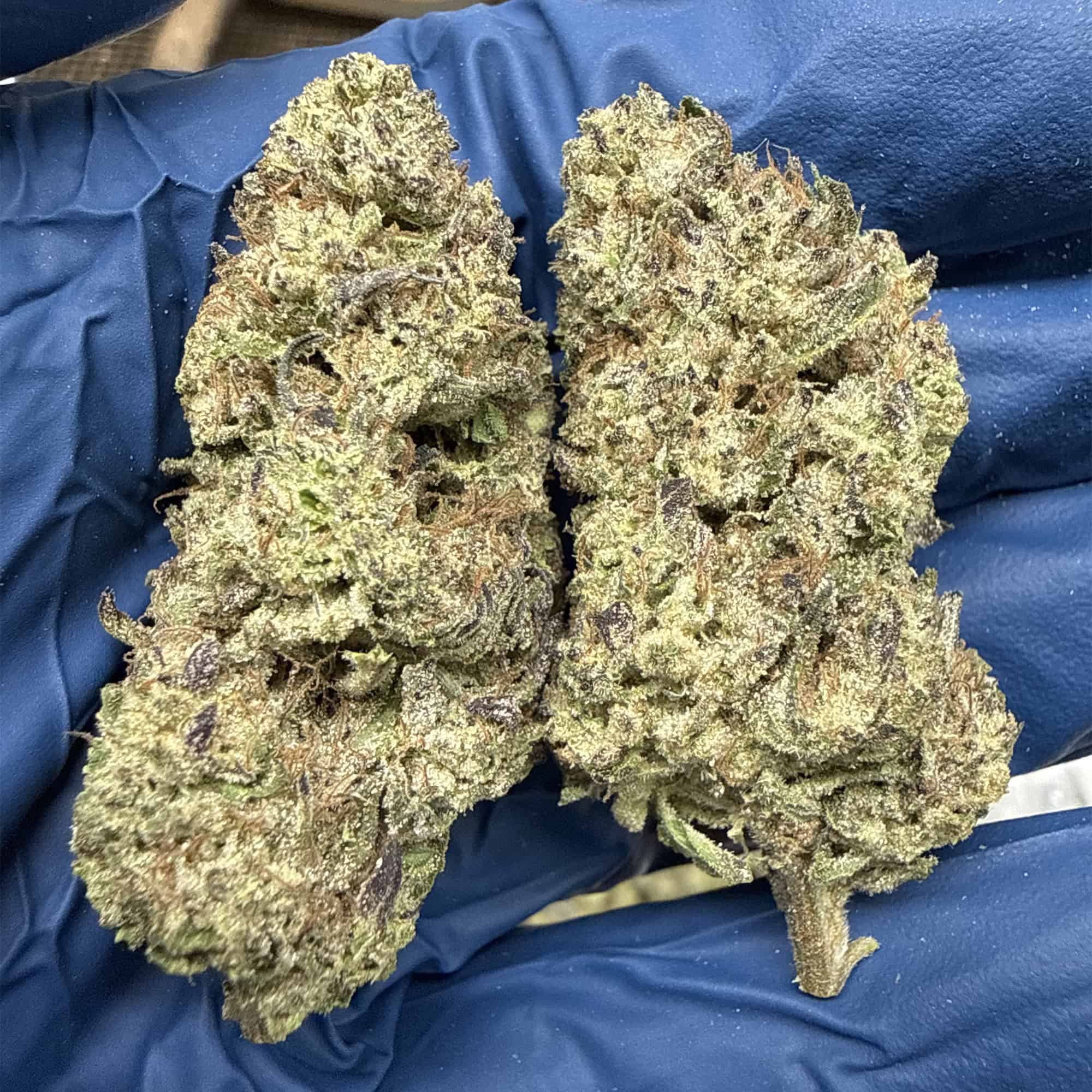 Hashburger THCA Flower Bulk Pounds | Premium Light Dep Flower